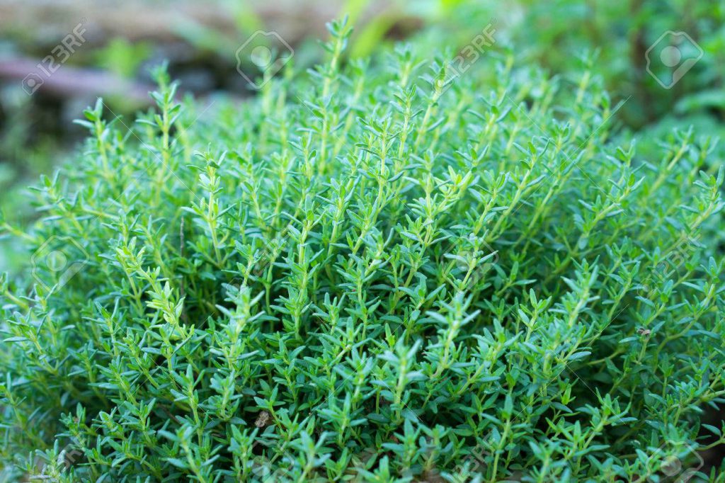 Tomillo Rojo Ecológico - Aceites esenciales y cosmeticos naturales ...